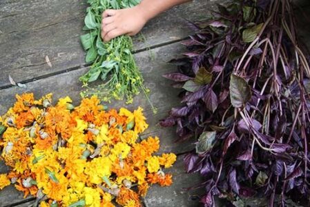 Grow Your Own Color: Best Plants For Natural Dyes – Mother Earth News